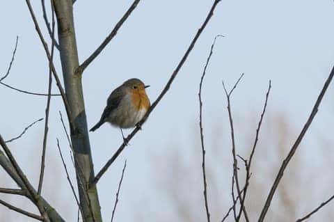 Where To Bird Watch In Spokane, WA | Spokane Hyundai