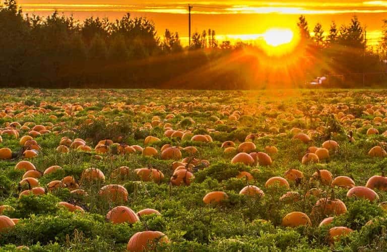 PUMPKIN PATCHES AND APPLE ORCHARDS NEAR DAVISON MI | Todd Wenzel Buick ...